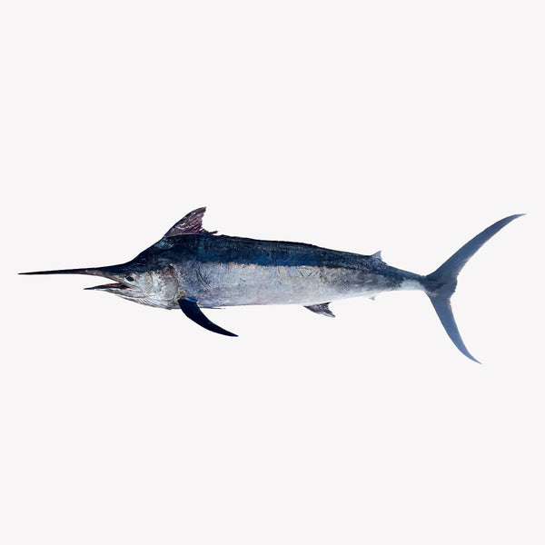 Marlin Fish Cut - Daily Delight – The Meat Corner